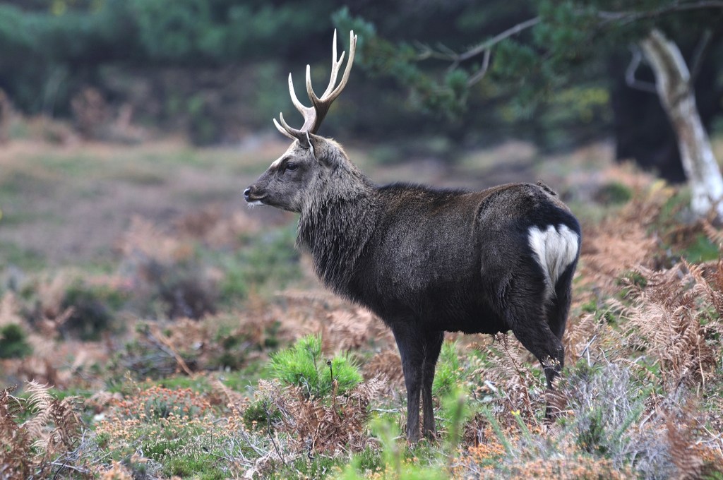 IrishSafaris – Guided deer stalking outfitter in Ireland